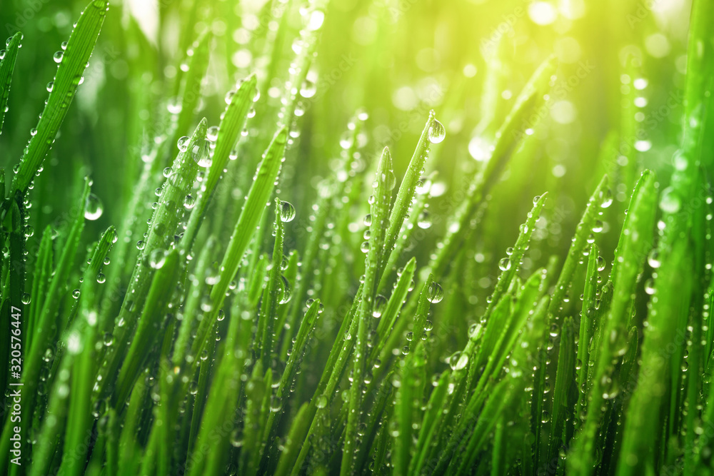Fresh green grass with dew drops in morning sunny lights. Beautiful ...
