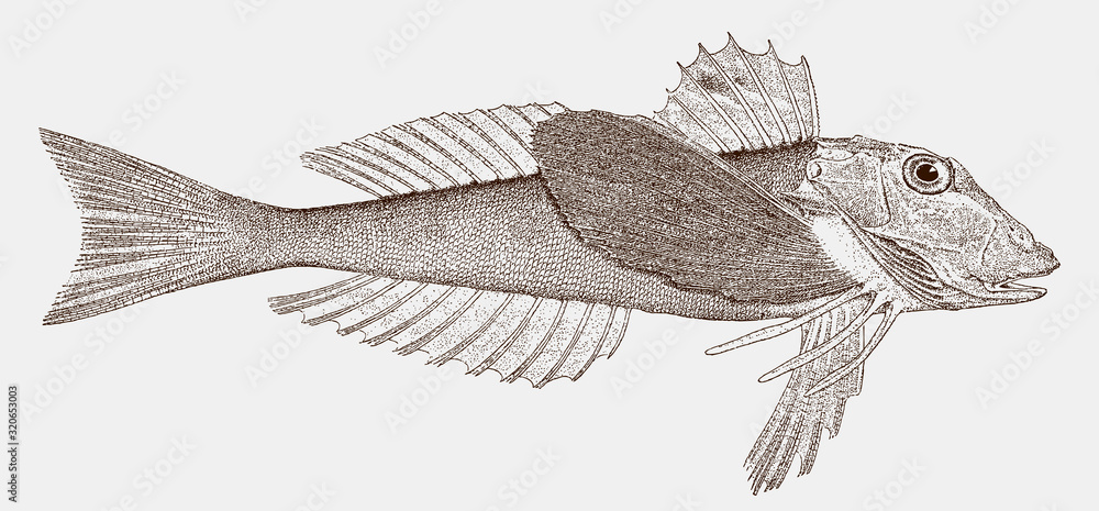 Stock-Vektorgrafik „Northern sea robin prionotus carolinus, marine fish ...