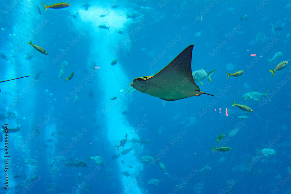 Stingray swimming underwater. Sting ray is also called sea cats are ...