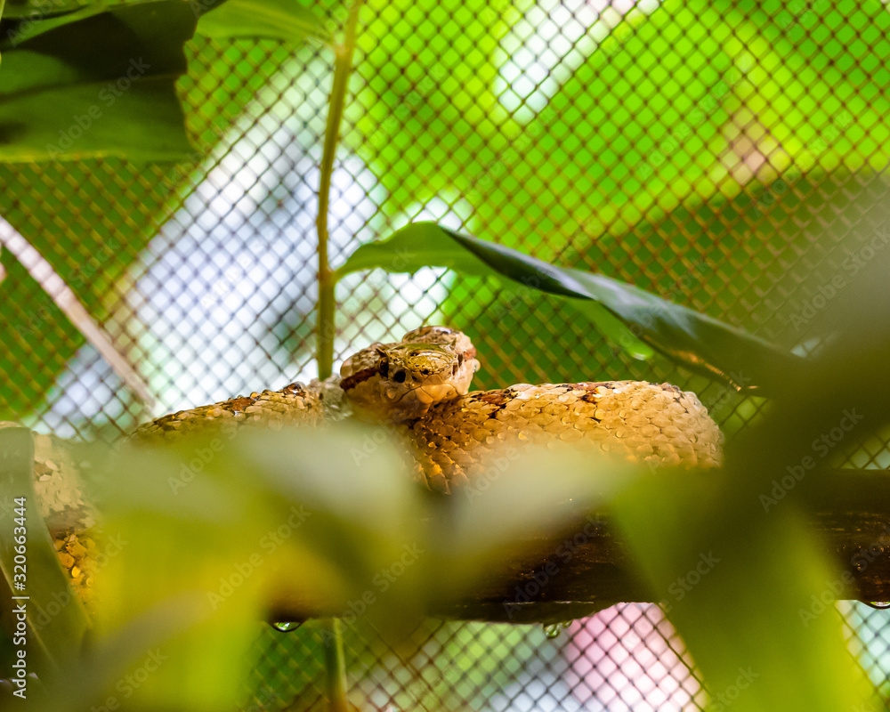 Eyelash Viper Snakes of Costa Rica Pit Vipers Stock Photo | Adobe Stock