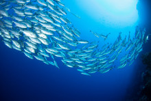School Of Fish Free Stock Photo - Public Domain Pictures
