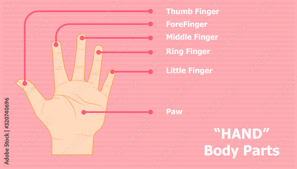 anatomy of hand. name of finger or toe and other. beautiful color ...