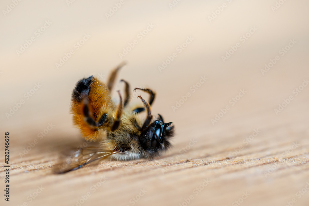 Close up of a dead honey bee lying on the ground, insecticide and ...