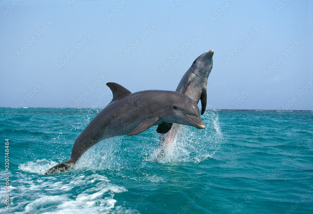 GRAND DAUPHIN tursiops truncatus Stock Photo | Adobe Stock