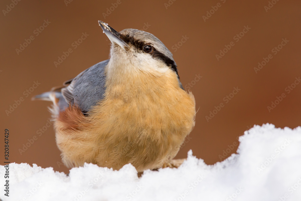 Nuthatch (Sitta europaea) Eurasian nuthatch bird perching on a branch ...