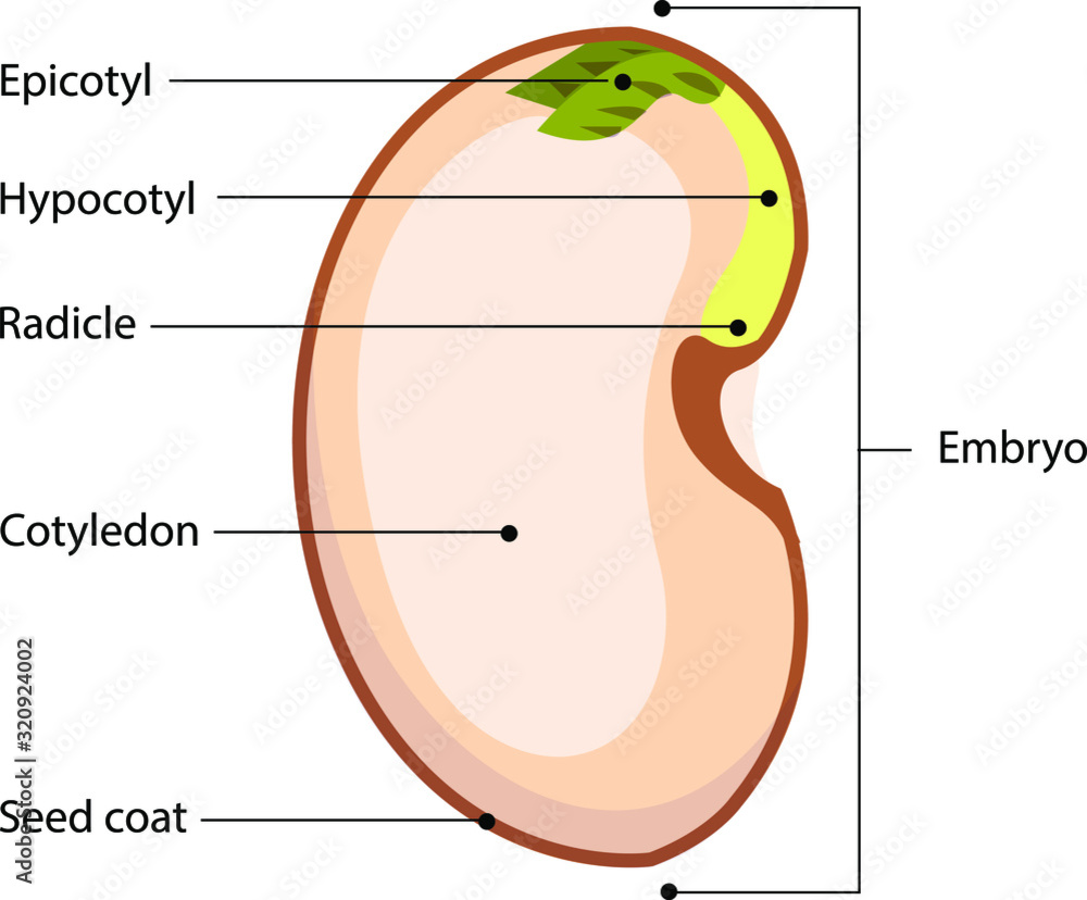 Vector illustration of a schematic presentation of a seed. Detailed ...