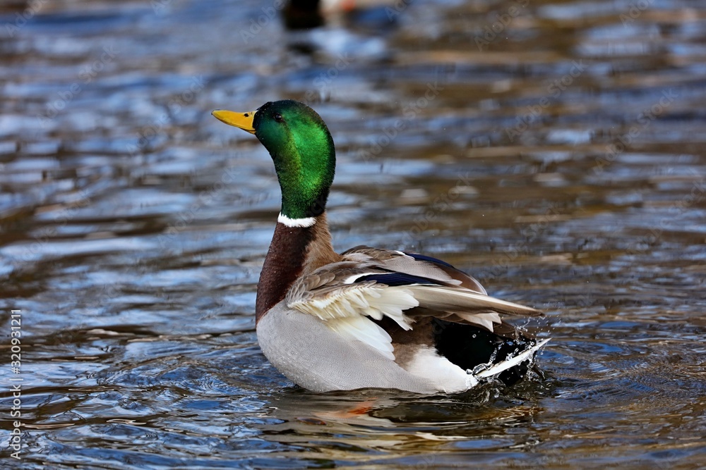 Mallard duck in winter.Natural scene from Wisconsin conservation area ...