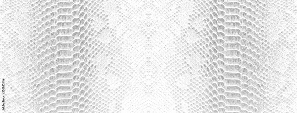 Skin snake background White snake skin texture Close-up Stock Photo ...