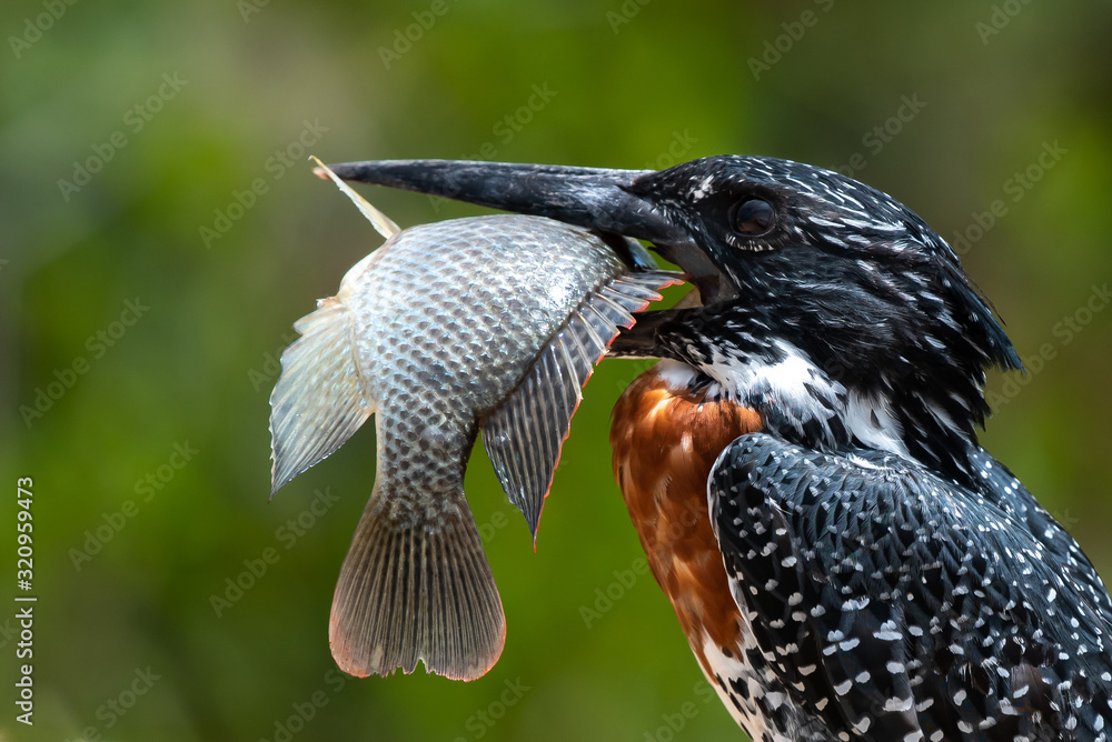 Bird v fish - a giant kingfisher - Megaceryle maximus - with a huge ...