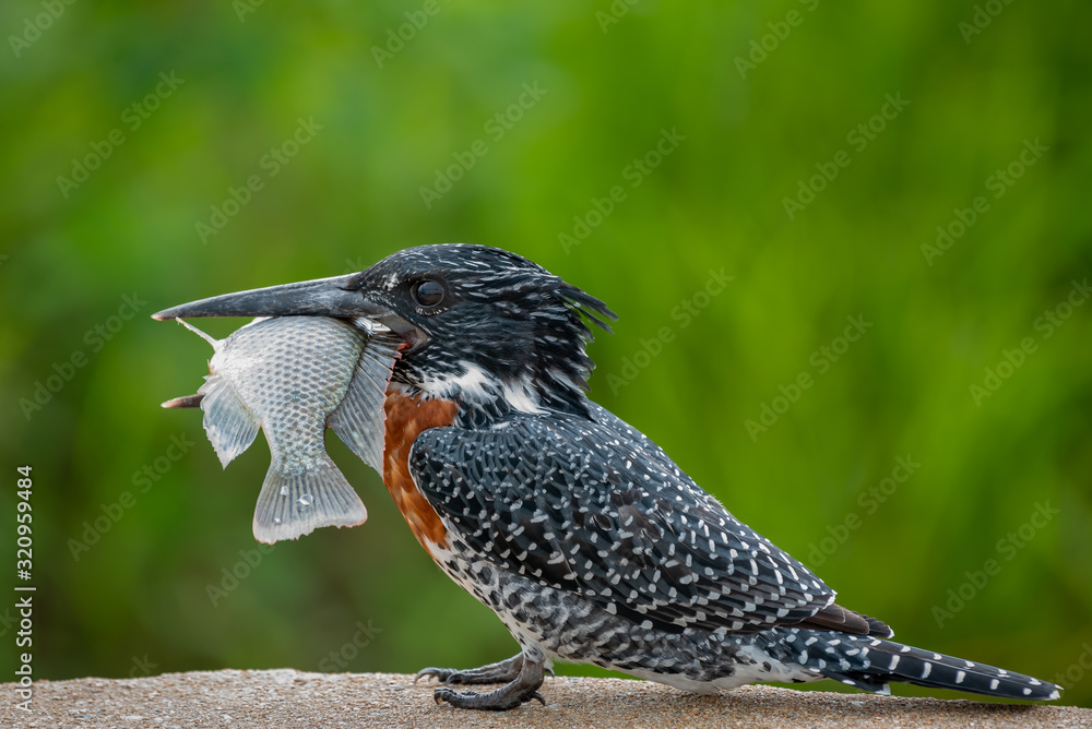 Bird v fish - a giant kingfisher - Megaceryle maximus - with a huge ...