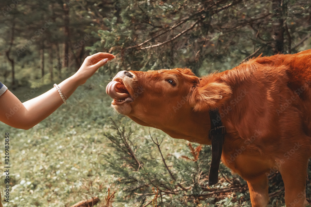 Woman caressing a cow's head in fores. Calf licks woman's arm Stock ...