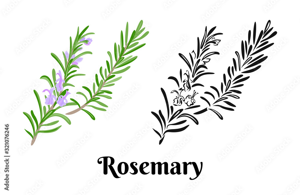 Rosemary branch isolated on white background. Vector color illustration ...