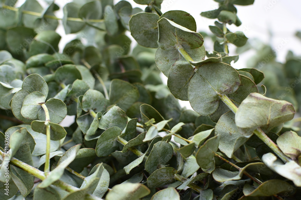 Eucalyptus gunnii - cider leaves, green Stock Photo | Adobe Stock