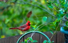 Male Cardinal Bird On Table Free Stock Photo - Public Domain Pictures