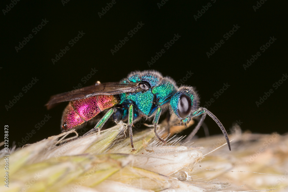Chrysis ignita, also known as the ruby-tailed wasp, is a species of ...