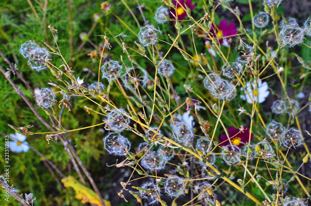 Feathery pappus and overblown flowers of Cirsium arvense also called ...