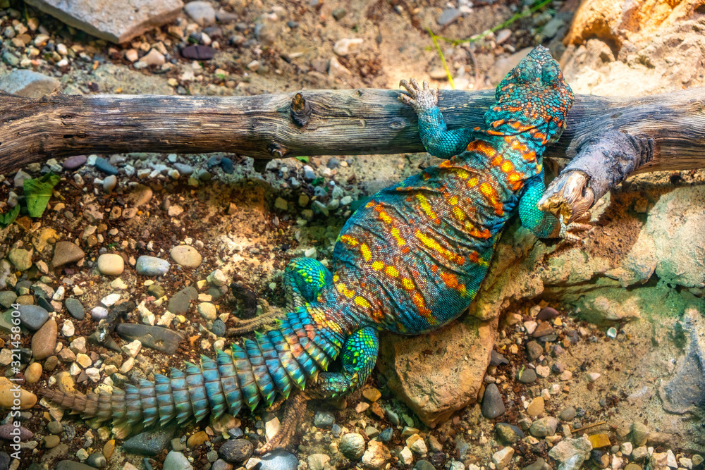 Foto Single Ornate mastigure - latin Uromastyx ornata - tropical lizard ...