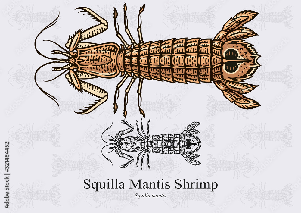 Squilla Mantis Shrimp. Vector illustration with refined details and ...