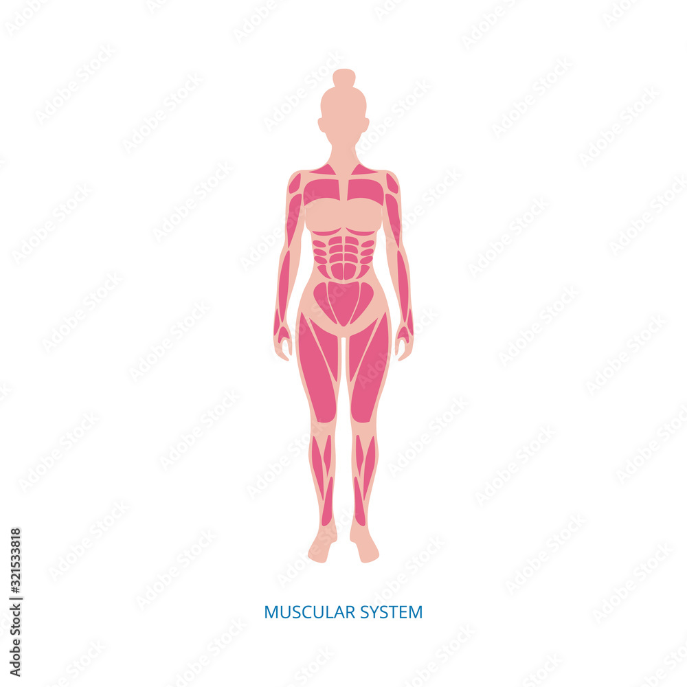 Muscular system - muscles anatomy of female body isolated on white ...