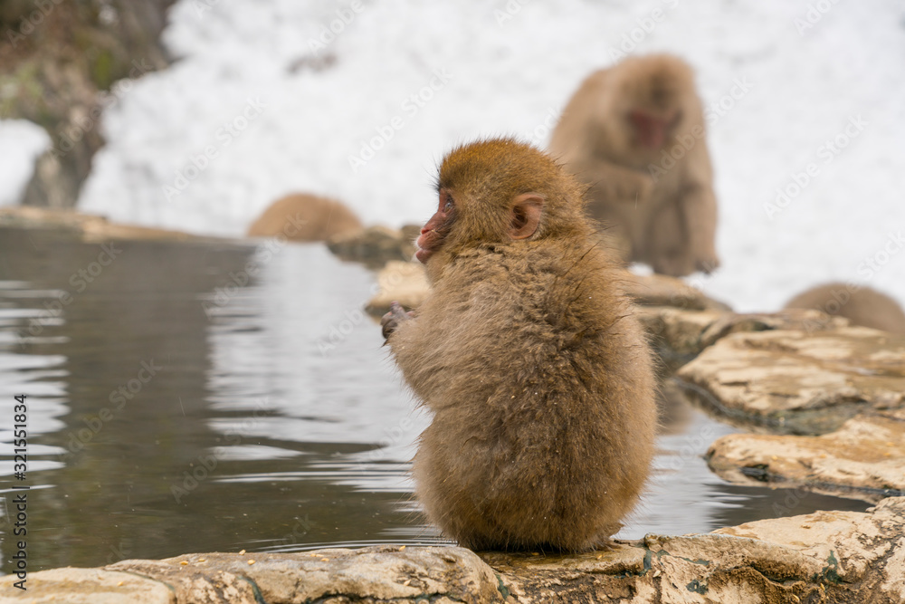 Japanese baby Snow Monkeys stay around the Hot Spring among Snowy ...