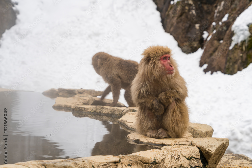 Japanese Snow Monkeys stay around the hot spring among snowy mountain ...