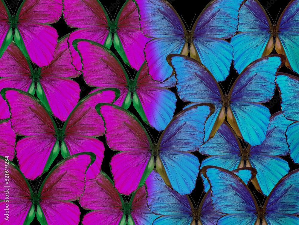 Bright natural tropical background. Morpho butterflies texture ...