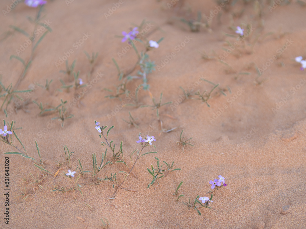 Blooming Blue Iris Common Knotgrass in the Saudi Arabian Desert Stock ...