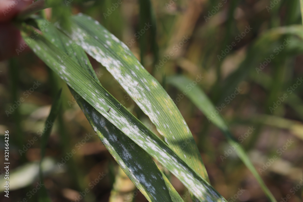 Powdery mildew- fungal disease of plants. Early powdery mildew symptoms ...