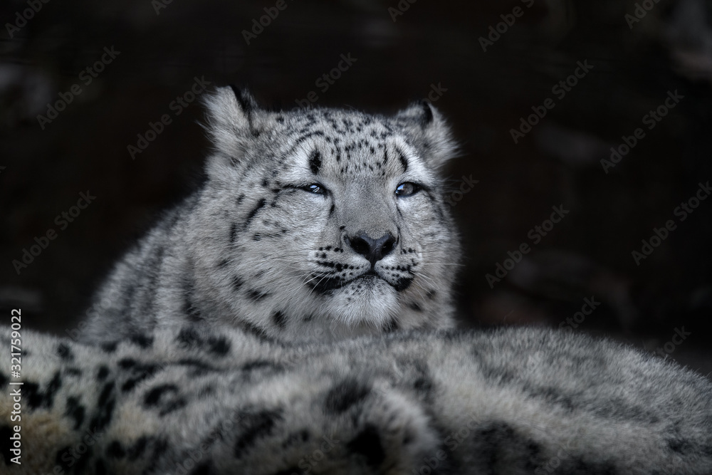 snow leopard cub portrait Stock Photo | Adobe Stock