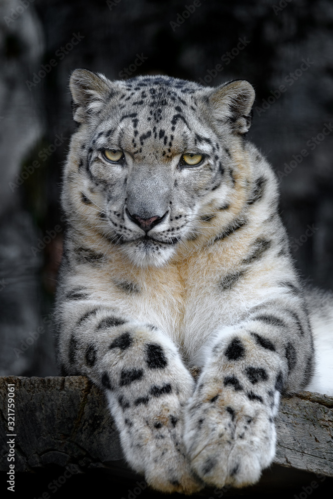 angry snow leopard portrait Stock Photo | Adobe Stock