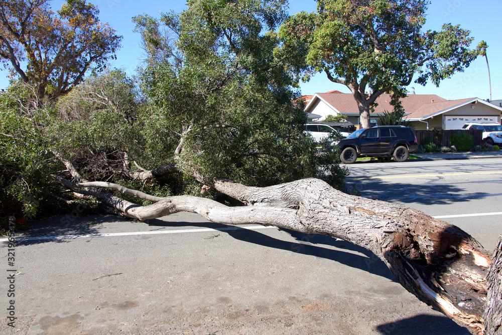 Large tree branch broken, split at the trunk from high wind velocity ...