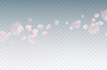 Pink Mums Background Free Stock Photo - Public Domain Pictures