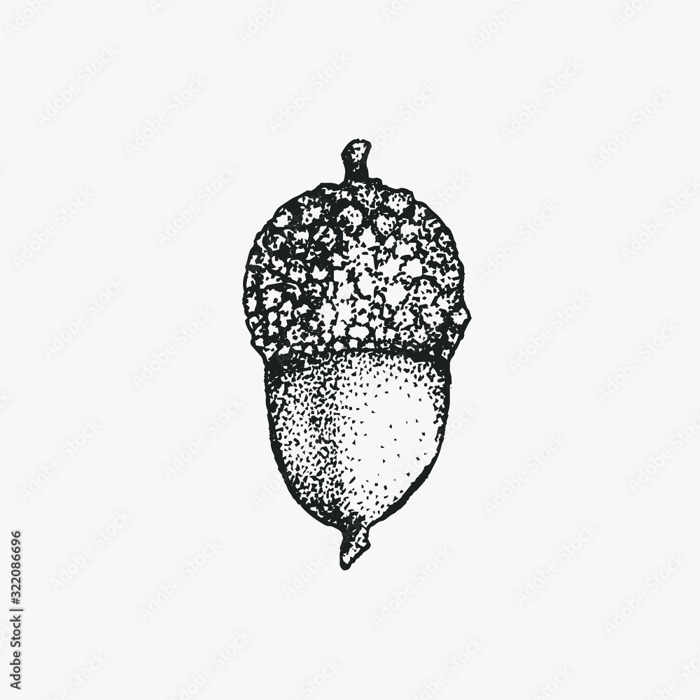 Acorn oak hand drawn ink illustration in stippling technique. Isolated vintage forest foliage ...