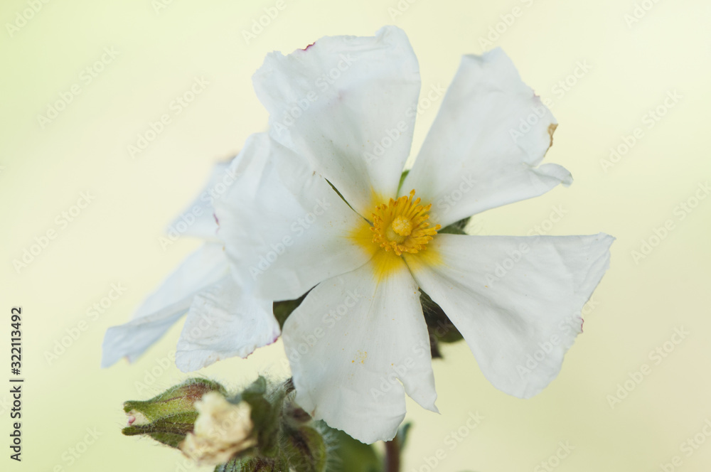 Cistus monspeliensis Montpellier common shrub in Andalusia with ...