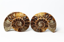 Fossilized Shell Cut In Half Free Stock Photo - Public Domain Pictures