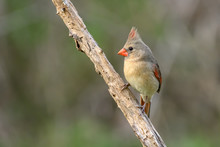 Female Cardinal On Bench Background Free Stock Photo - Public Domain ...