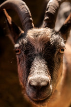 Pygmy Goat Eye Free Stock Photo - Public Domain Pictures