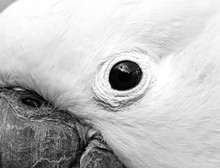 White Cockatoo Feet Closeup Free Stock Photo - Public Domain Pictures