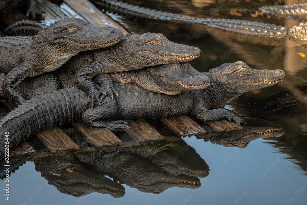 Young alligators laying on top of each other, sleeping in the sun on a ...
