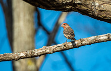 Red Headed House Finch Free Stock Photo - Public Domain Pictures