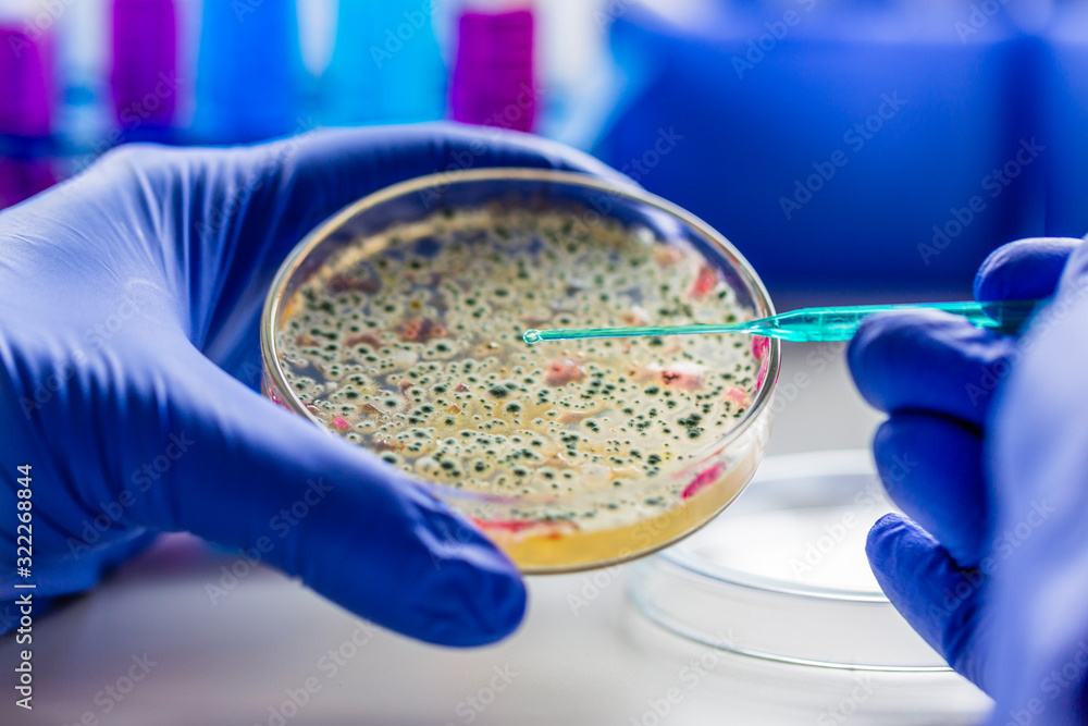 Medical diagnostic laboratory. Culture of microbiological material in a ...