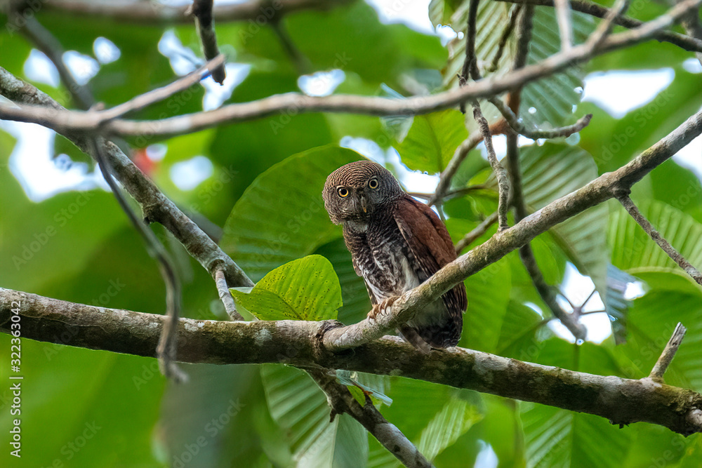 chestnut-backed owlet (Glaucidium castanotum), Sinharaja Rain Forest ...
