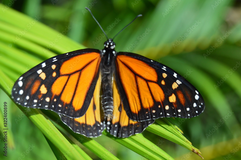 Monarch Butterfly with open wings in a top view as a flying migratory ...