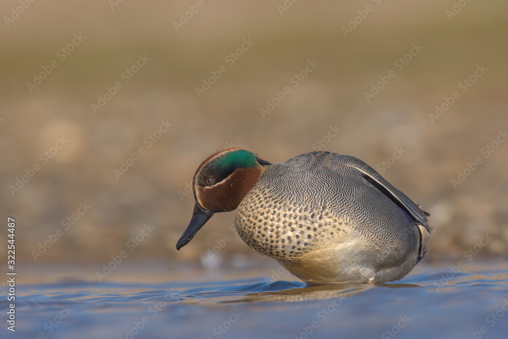 The Eurasian teal, common teal, or Eurasian green-winged teal (Anas crecca) is a common and ...