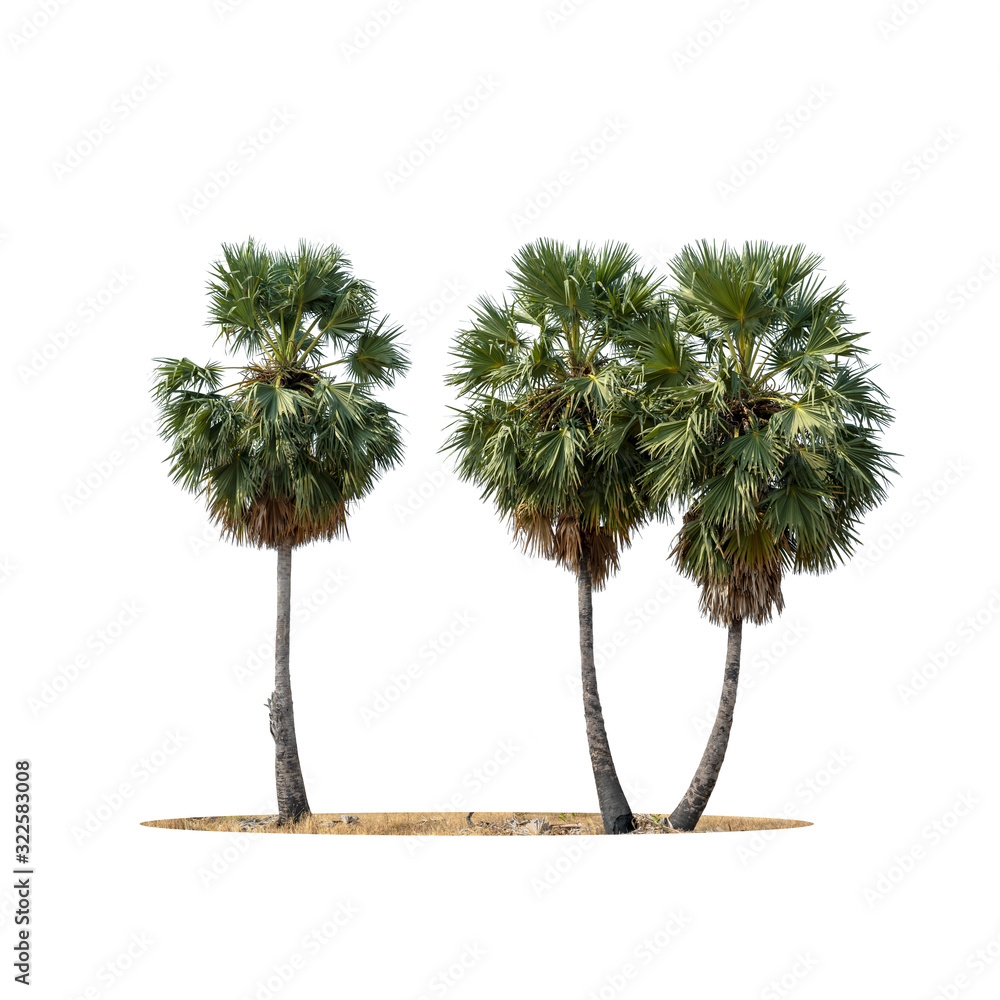 High resolution Palm trees isolated on white background with clipping ...