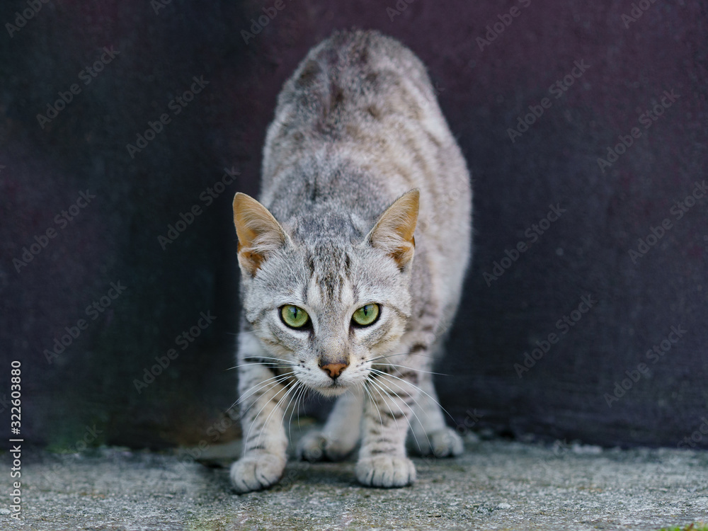 Foto One angry aggressive cat on the city street in daytime. He is ...