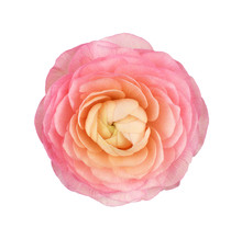 Ranunculus Flowers Free Stock Photo - Public Domain Pictures