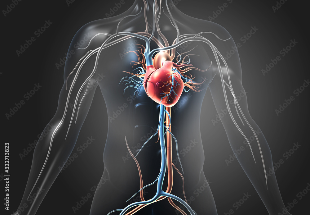 Human heart with blood vessels. 3d illustration Stock Illustration ...