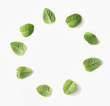 Sprig Of Mint Free Stock Photo - Public Domain Pictures