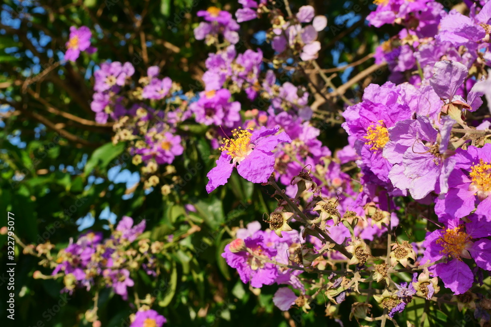 Lagerstroemia loudonii blossom on tree with natural green background ...